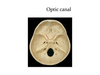 Anatomy of the orbit | PPTX
