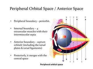 Anatomy of the orbit | PPTX