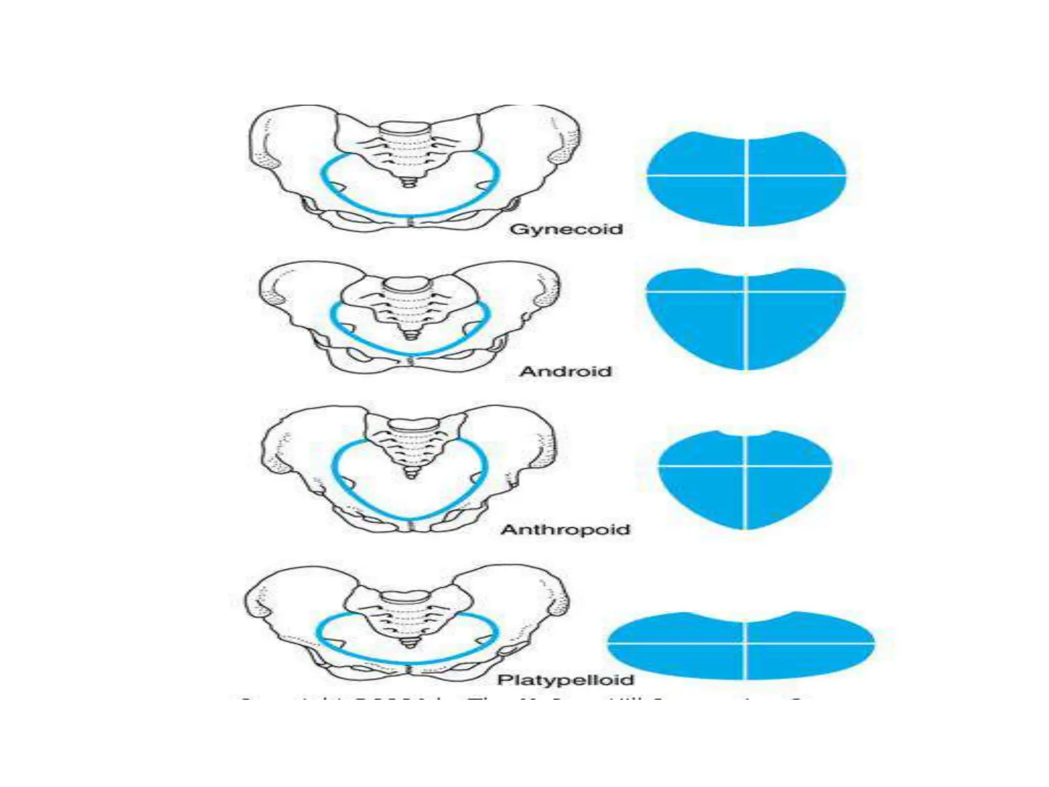 Anatomy of the pelvis It's made up of the bones of the hips, buttocks ...