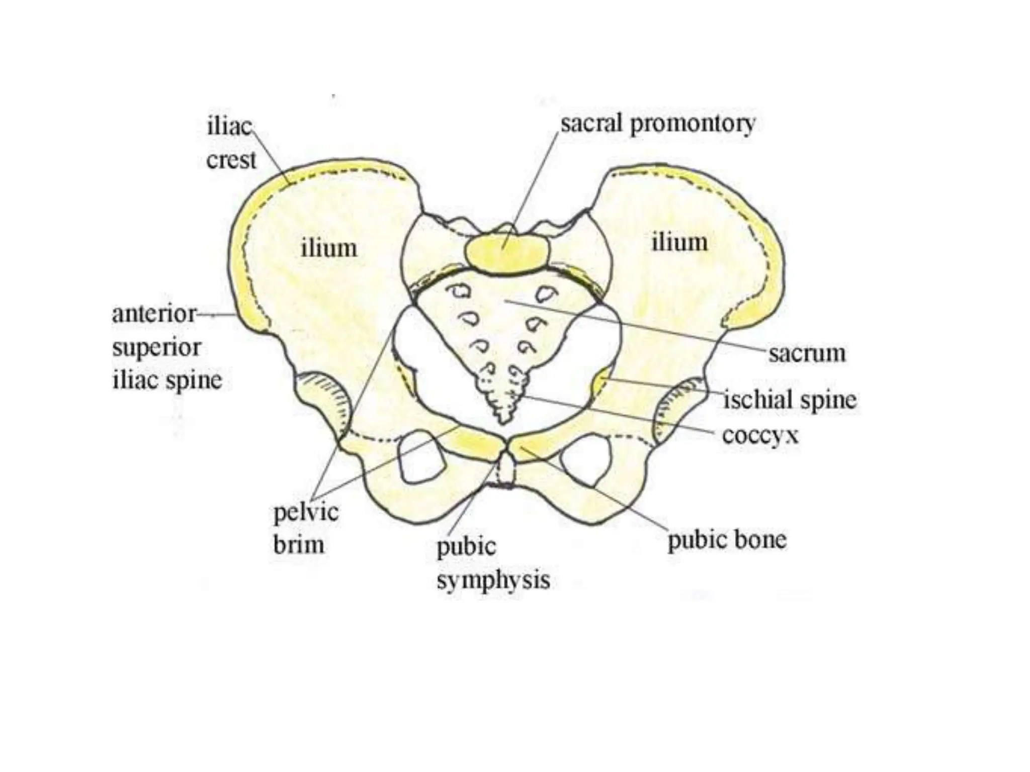 Anatomy of the pelvis It's made up of the bones of the hips, buttocks ...