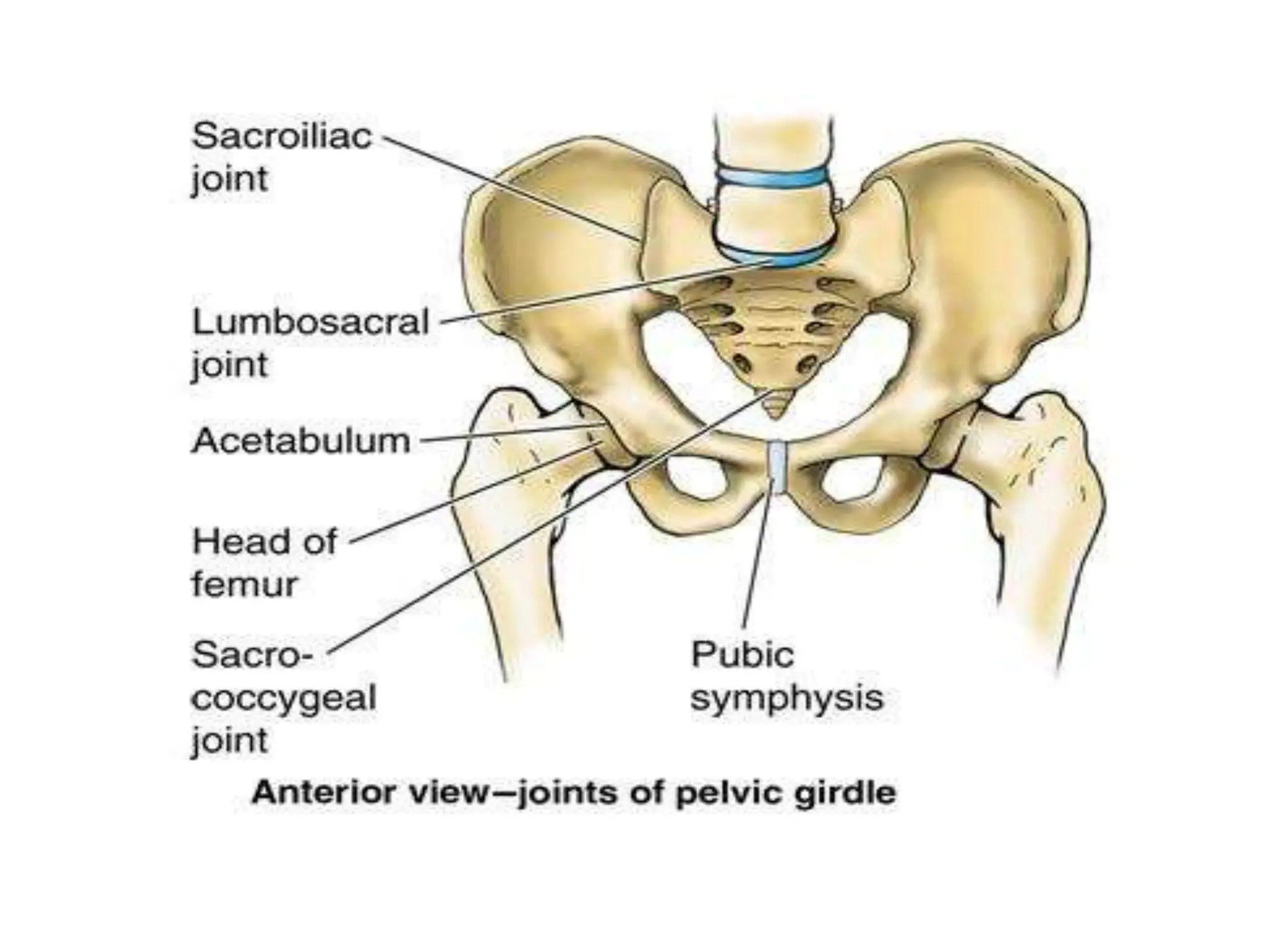 Anatomy of the pelvis It's made up of the bones of the hips, buttocks ...