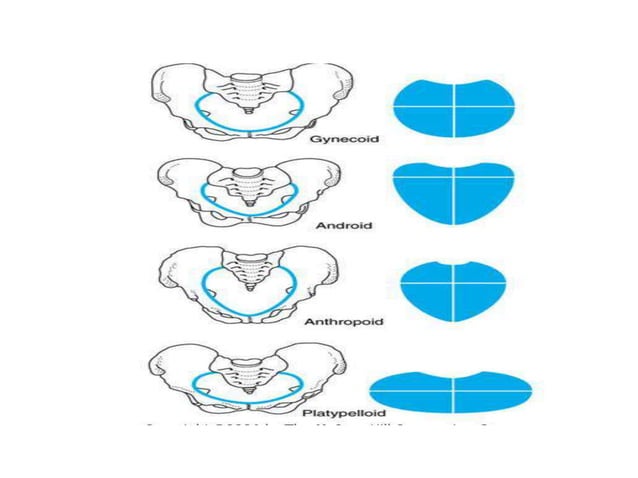 Anatomy of the pelvis It's made up of the bones of the hips, buttocks ...