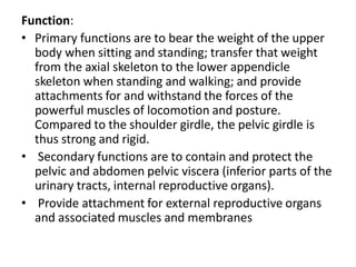 Anatomy of the pelvis It's made up of the bones of the hips, buttocks ...