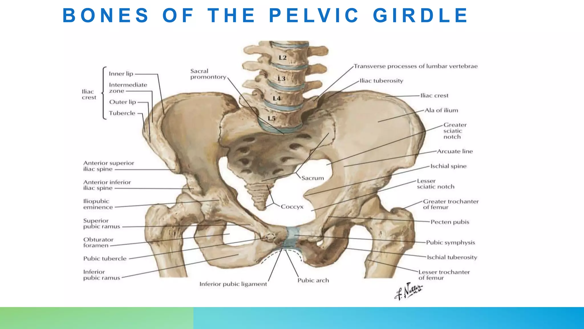 Anatomy of the pelvis (2).pptx