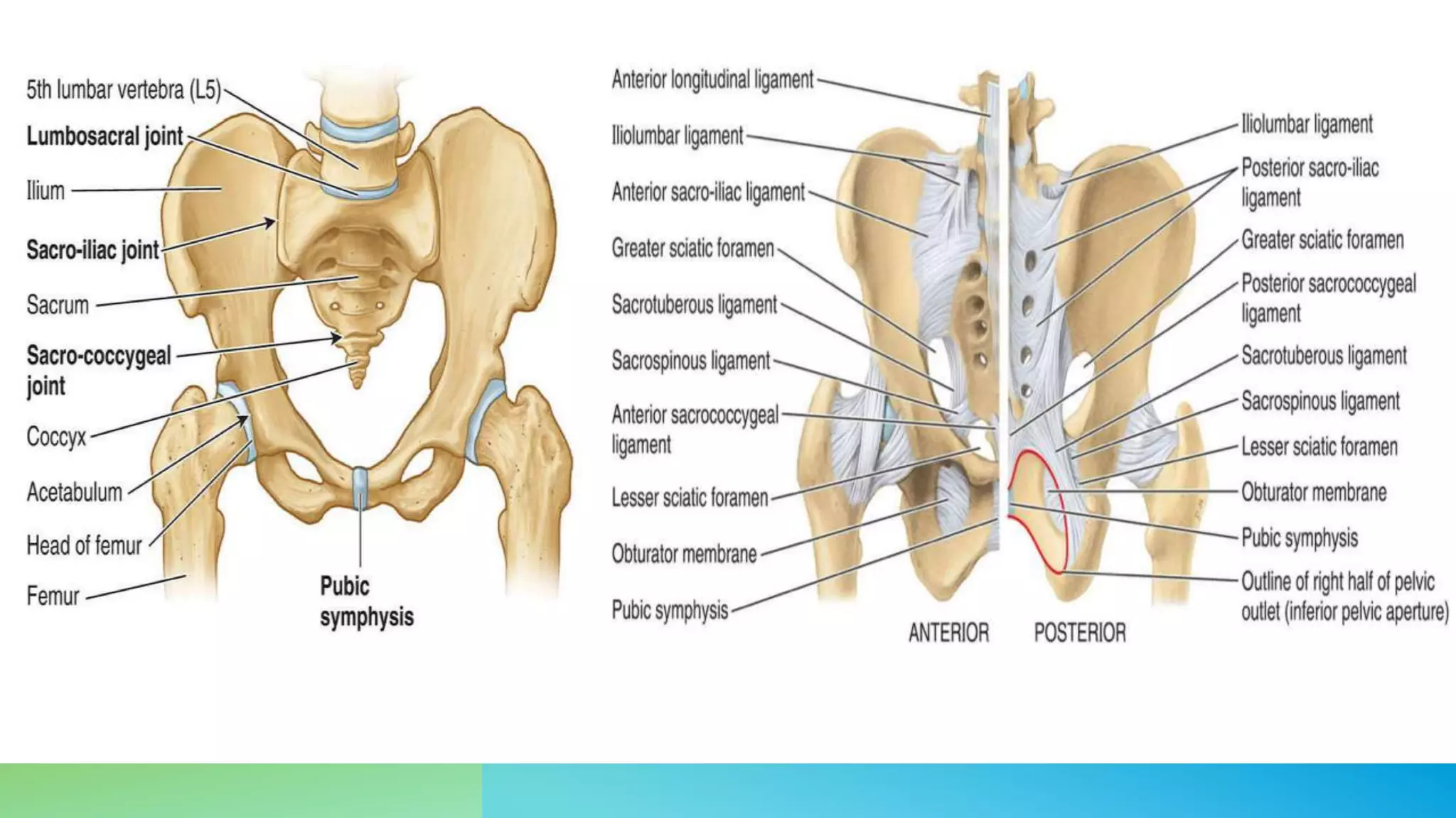 Anatomy of the pelvis (2).pptx