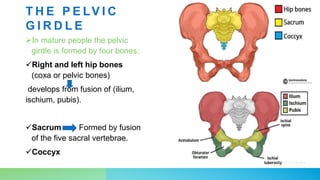 Anatomy of the pelvis (2).pptx