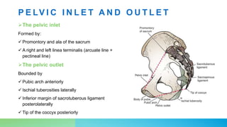 Anatomy of the pelvis (2).pptx