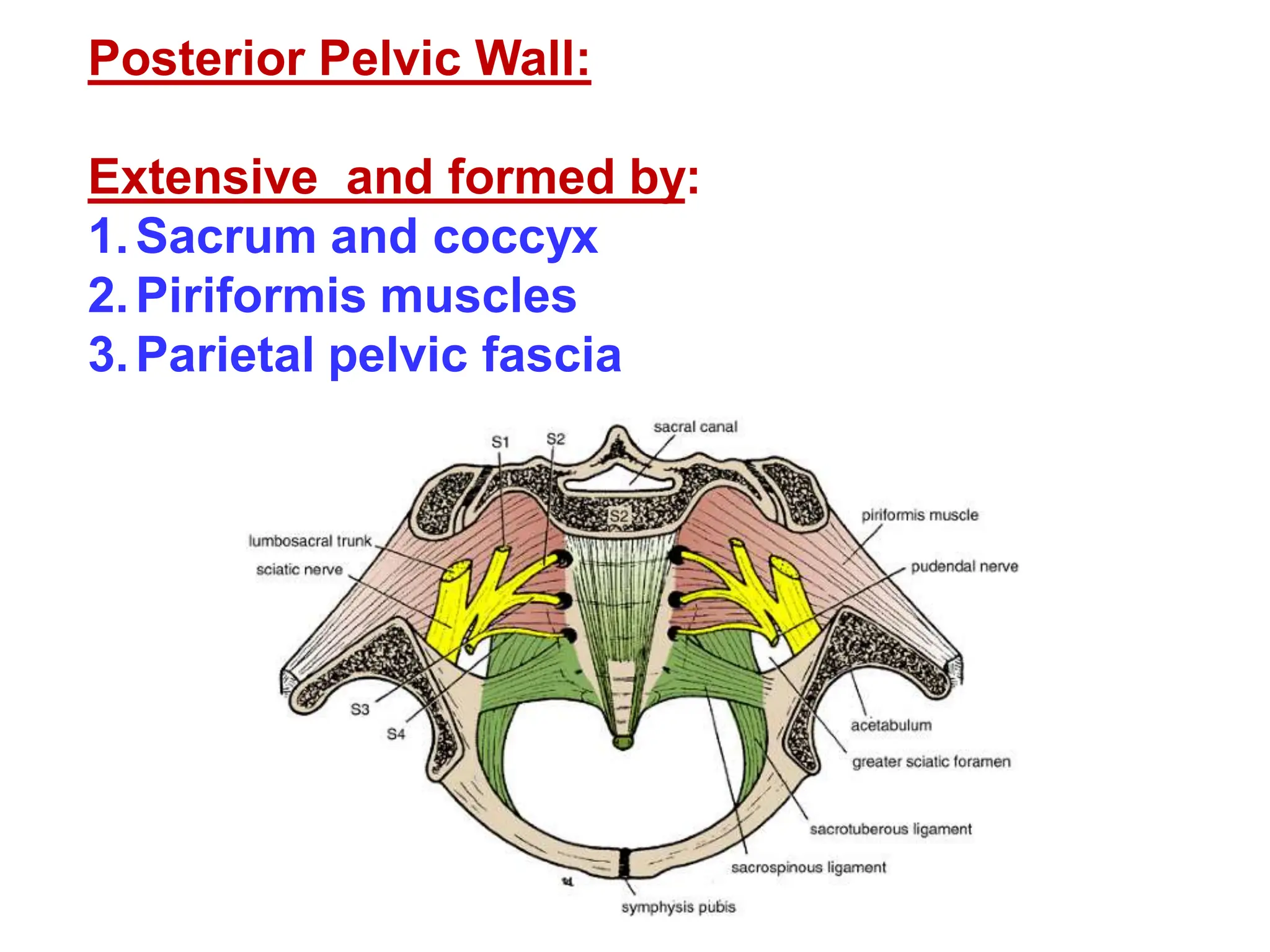 Anatomy of the Pelvis Prof Dr Mohamed El - Badry Mohamed 1.pdf