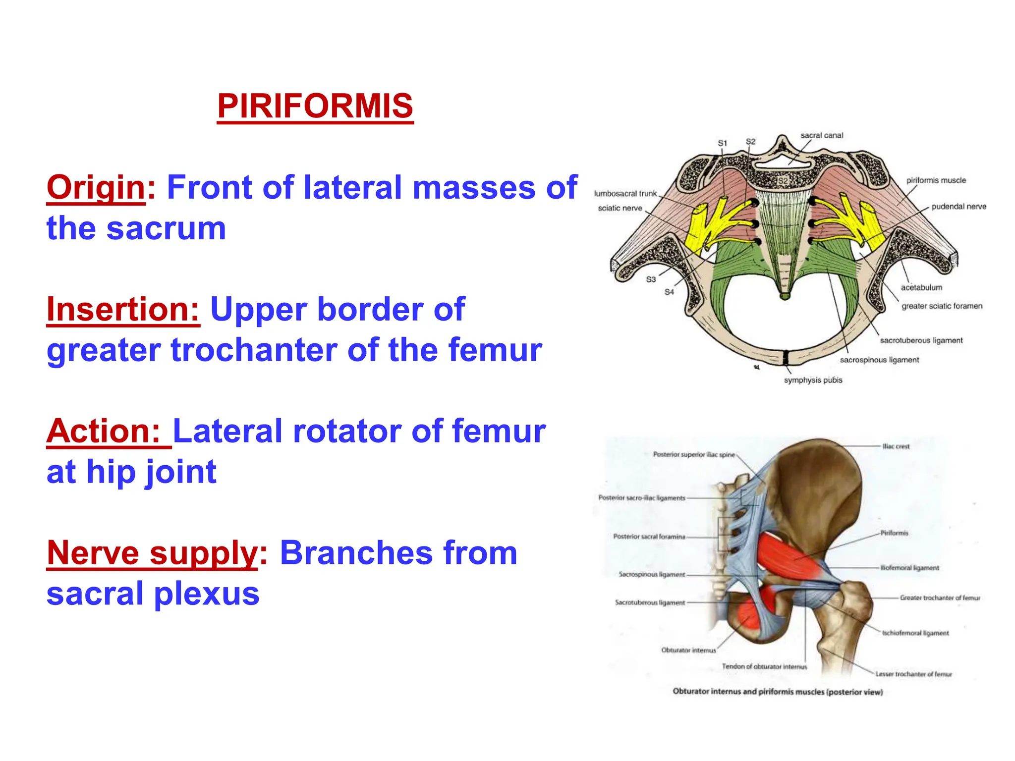 Anatomy of the Pelvis Prof Dr Mohamed El - Badry Mohamed 1.pdf
