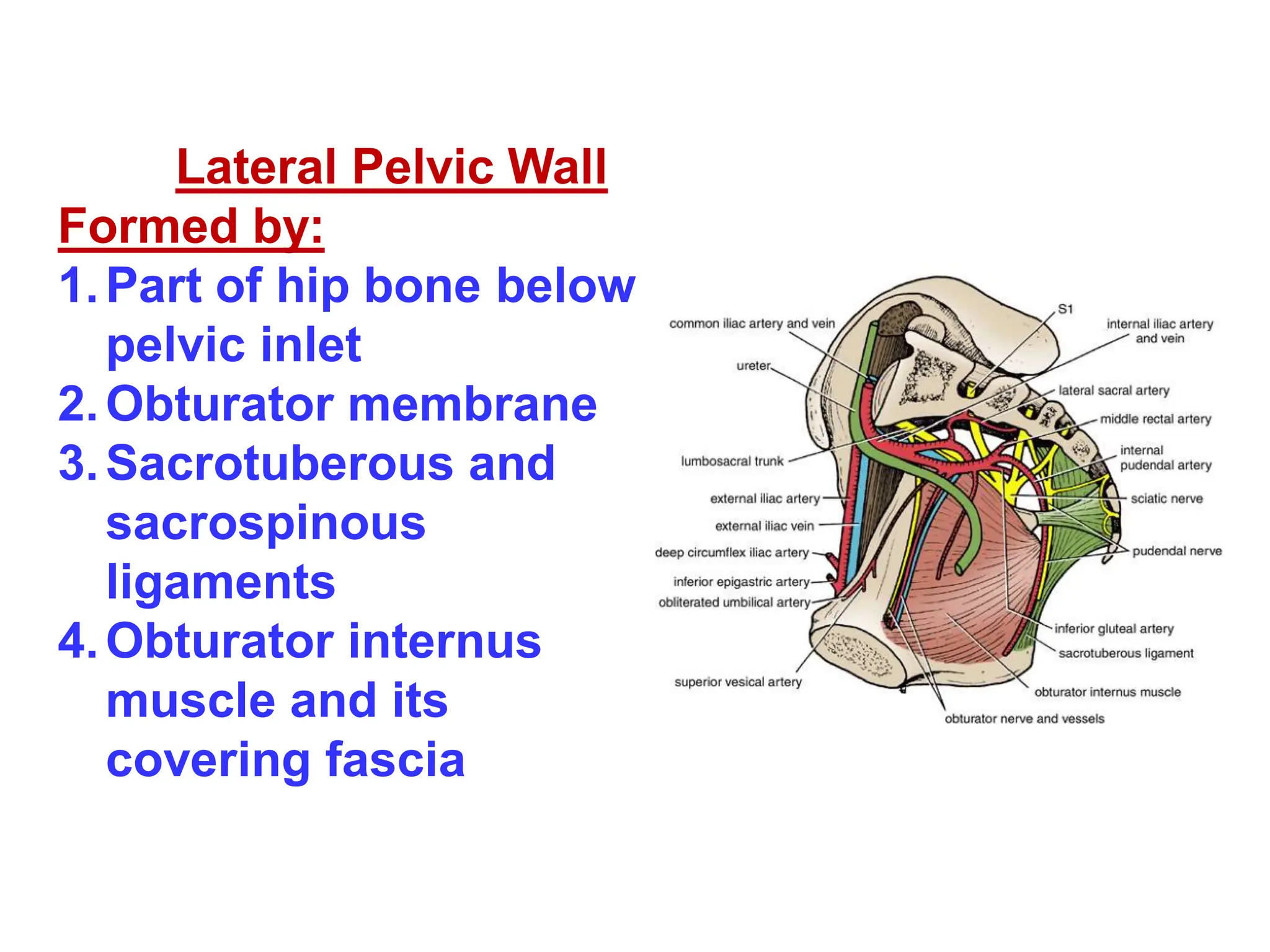 Anatomy of the Pelvis Prof Dr Mohamed El - Badry Mohamed 1.pdf