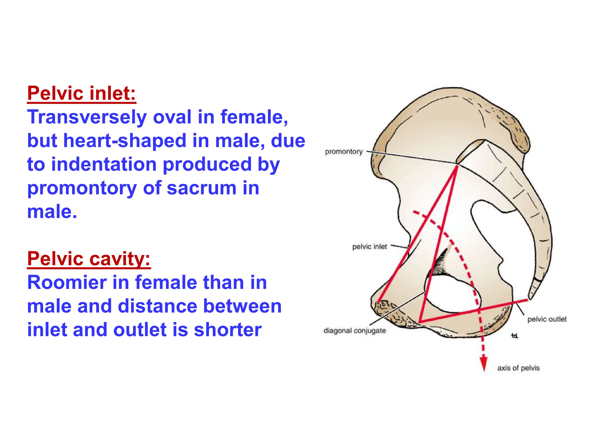 Anatomy of the Pelvis Prof Dr Mohamed El - Badry Mohamed 1.pdf