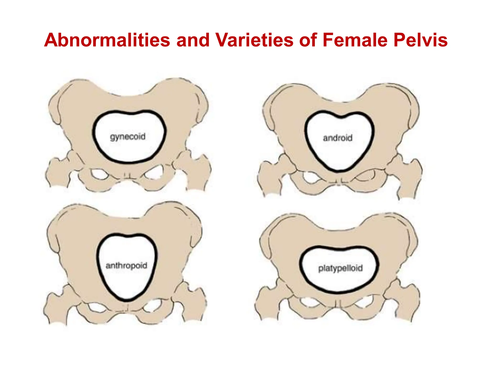Anatomy of the Pelvis Prof Dr Mohamed El - Badry Mohamed 1.pdf