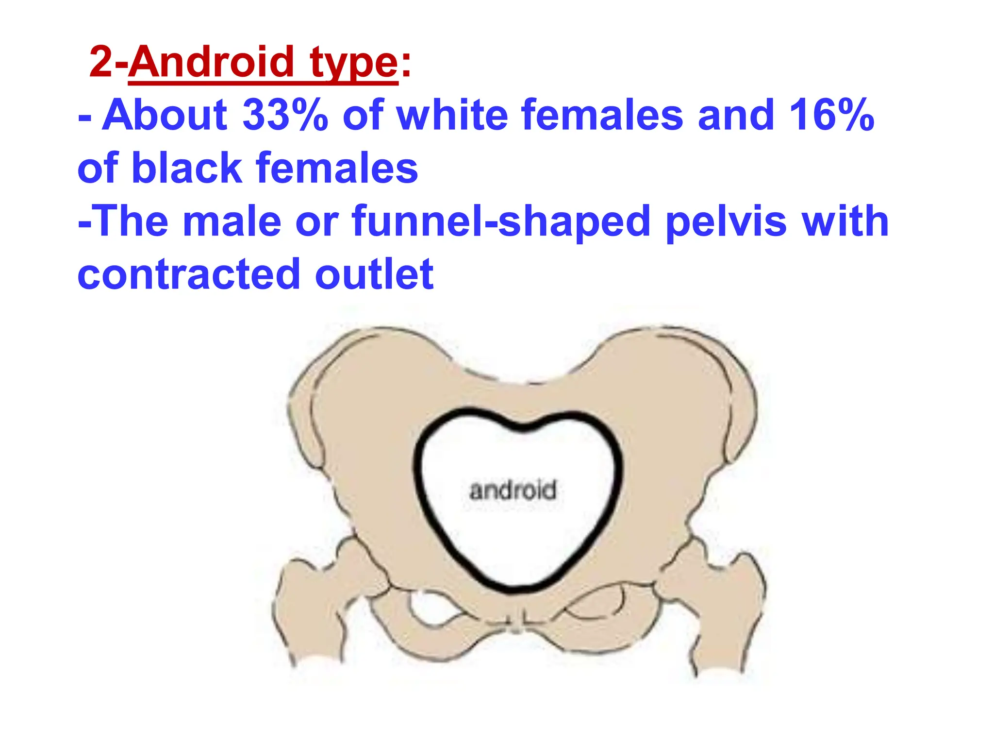 Anatomy of the Pelvis Prof Dr Mohamed El - Badry Mohamed 1.pdf