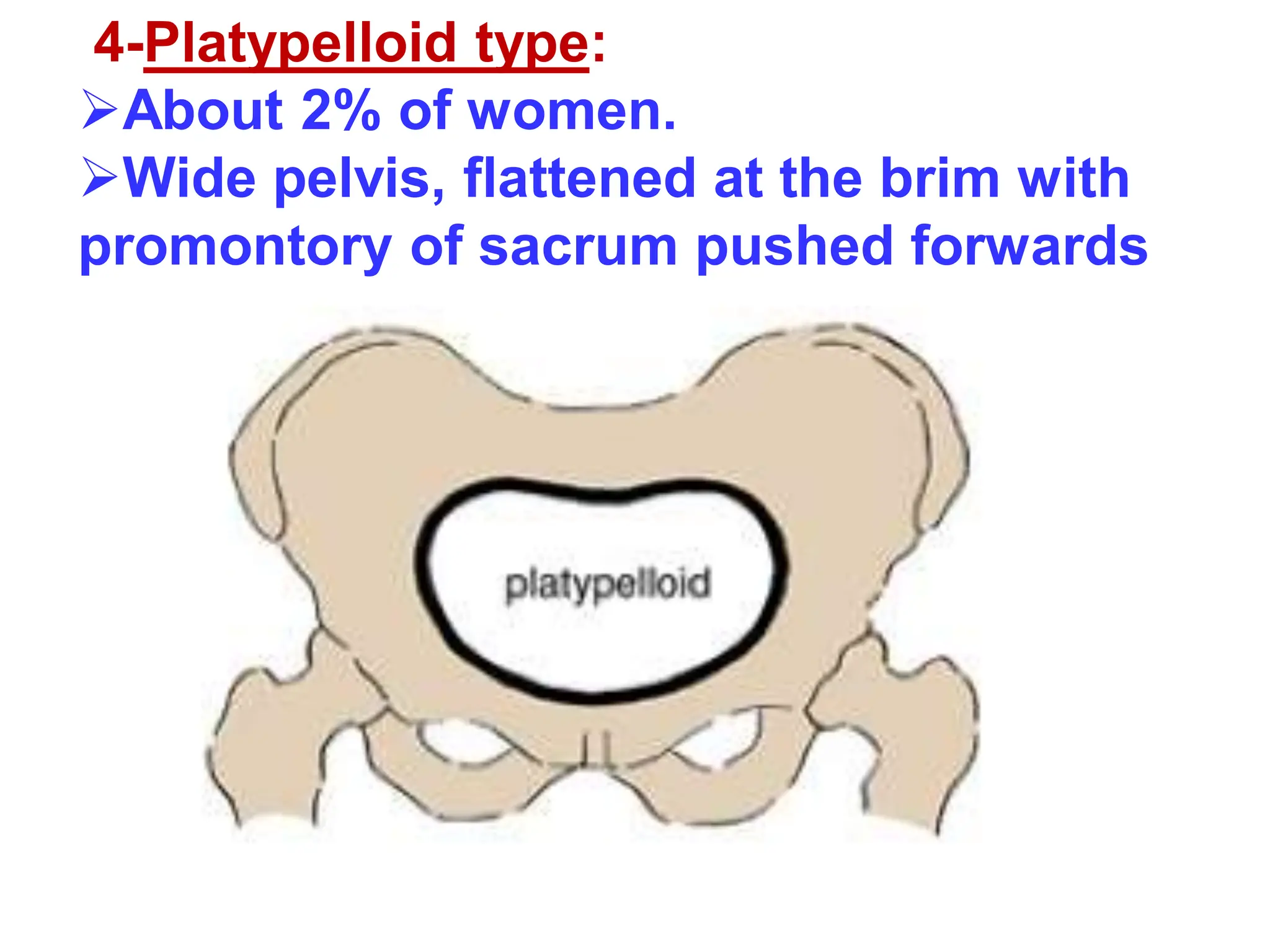 Anatomy of the Pelvis Prof Dr Mohamed El - Badry Mohamed 1.pdf