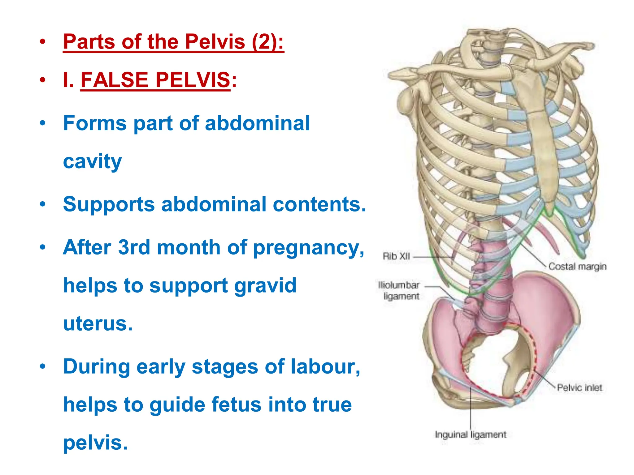 Anatomy of the Pelvis Prof Dr Mohamed El - Badry Mohamed 1.pdf