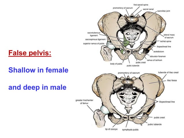 Anatomy of the Pelvis Prof Dr Mohamed El - Badry Mohamed 1.pdf
