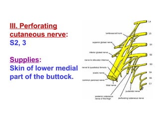 Anatomy of the Pelvis second semister 1.pptx