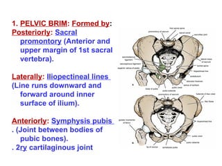 Anatomy of the Pelvis second semister 1.pptx