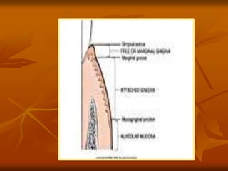 Anatomy of the periodontium.ppt