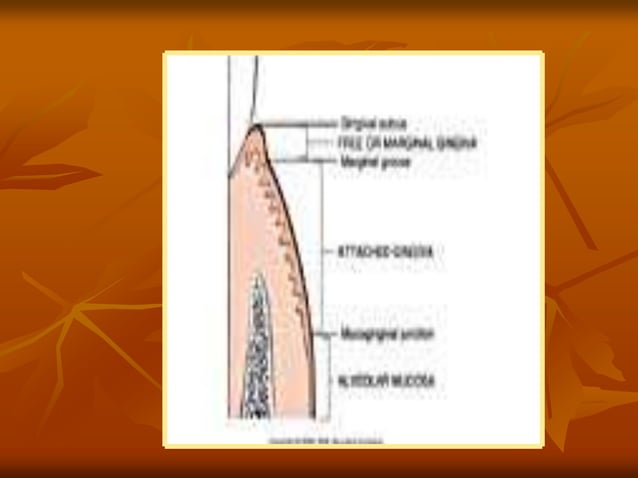 Anatomy of the periodontium.ppt | Dental Health | Diseases and Conditions