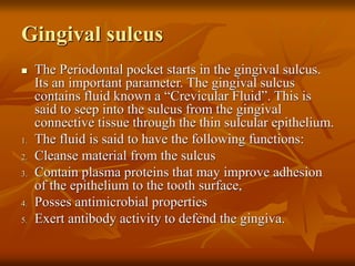 Anatomy of the periodontium.ppt