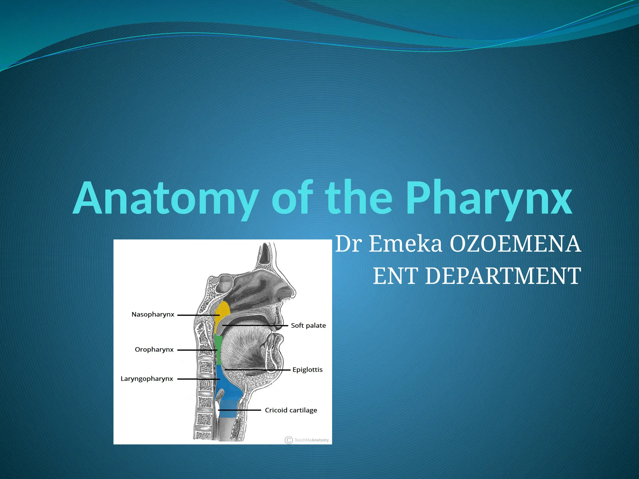 Anatomy of the Pharynx universitate.pptx