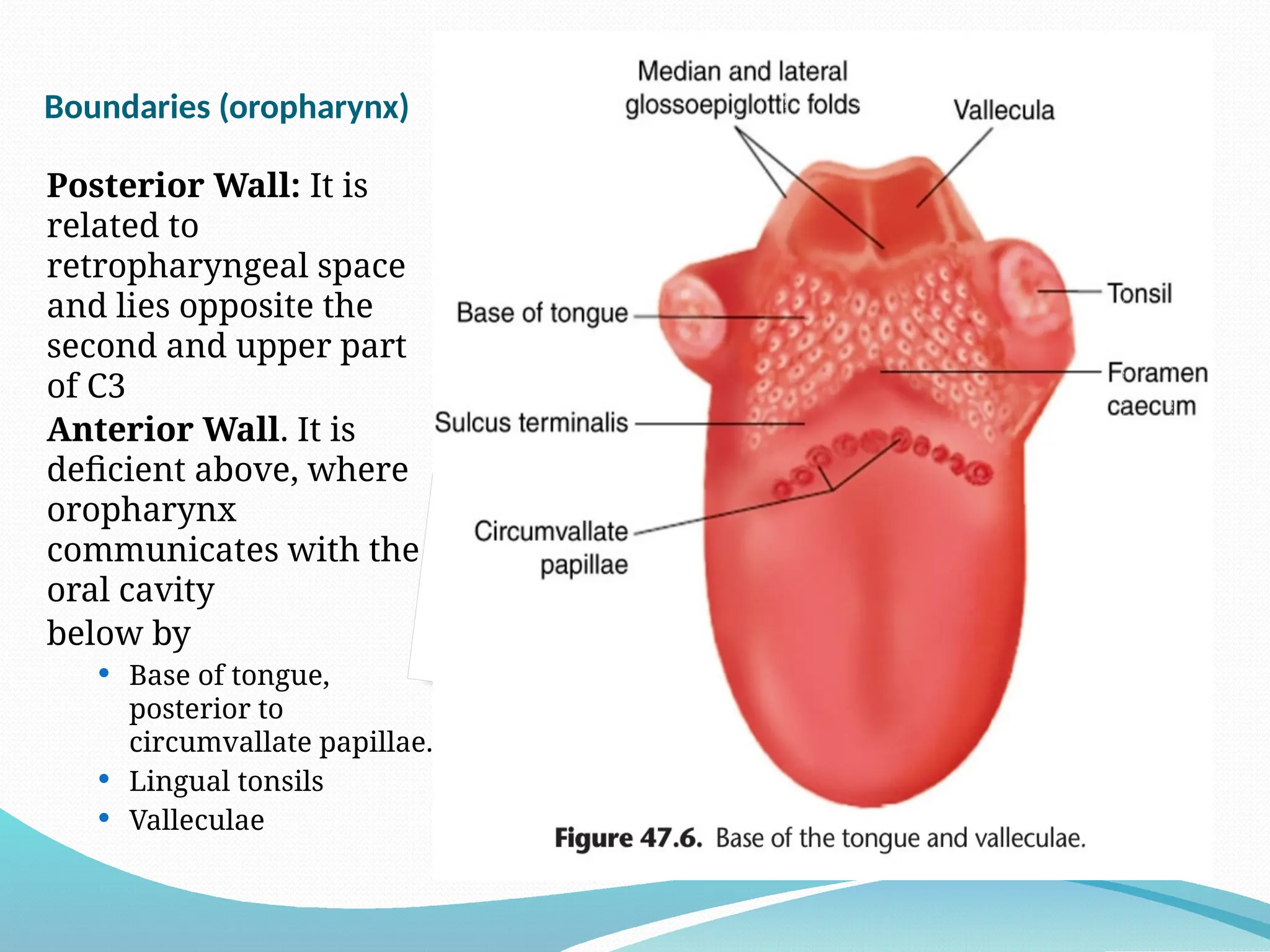 Anatomy of the Pharynx universitate.pptx