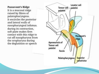 Anatomy of the Pharynx universitate.pptx