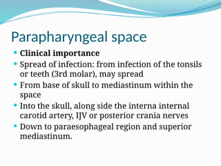 Anatomy of the Pharynx universitate.pptx