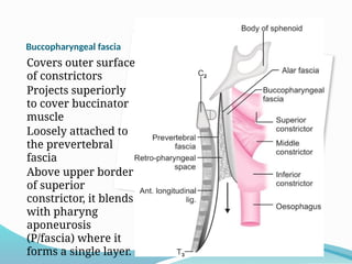 Anatomy of the Pharynx universitate.pptx