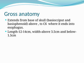 Anatomy of the Pharynx universitate.pptx