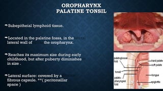 Anatomy of the Pharynx power point.pptx