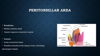 Anatomy of the Pharynx power point.pptx