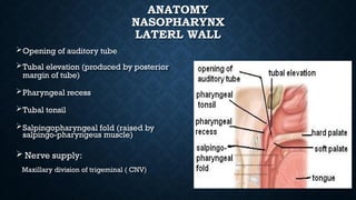 Anatomy of the Pharynx power point.pptx
