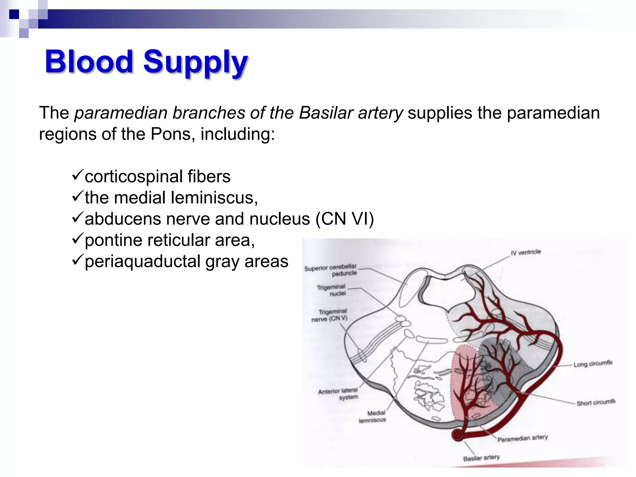 Anatomy of the pons | PPTX