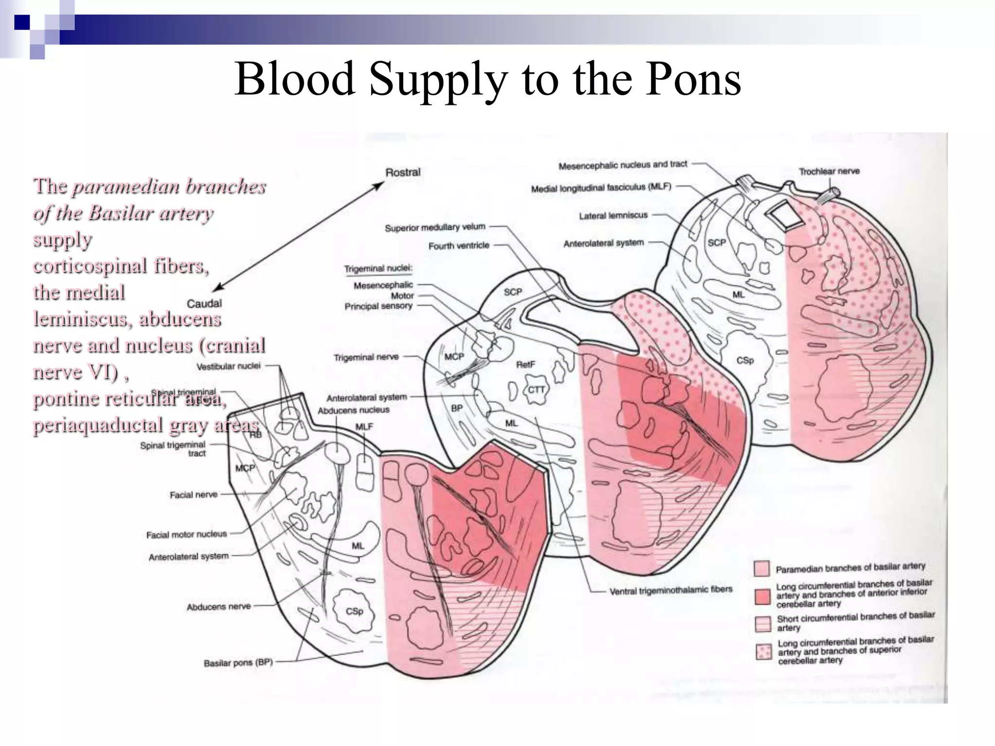 Anatomy of the pons | PPTX
