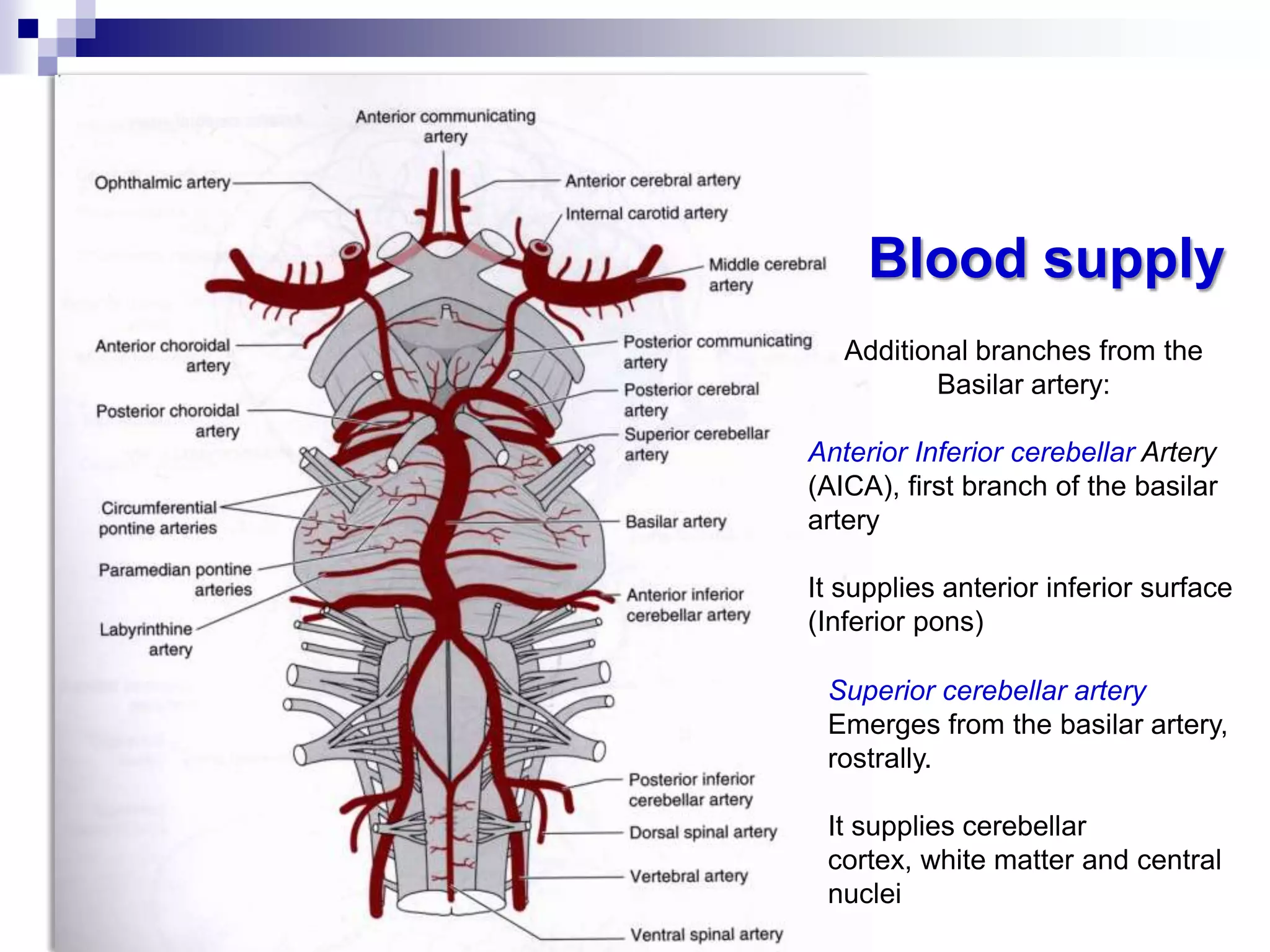 Anatomy of the pons | PPTX