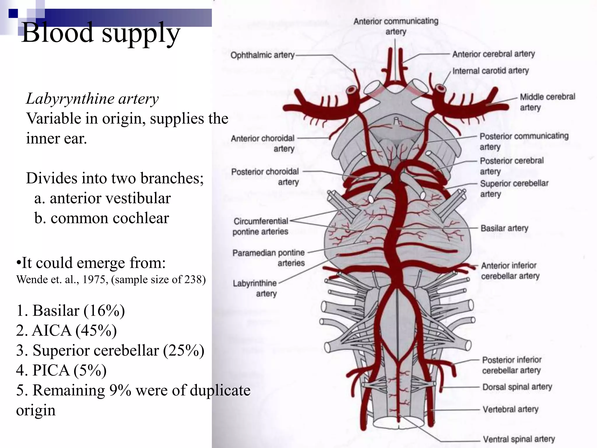 Anatomy of the pons | PPTX