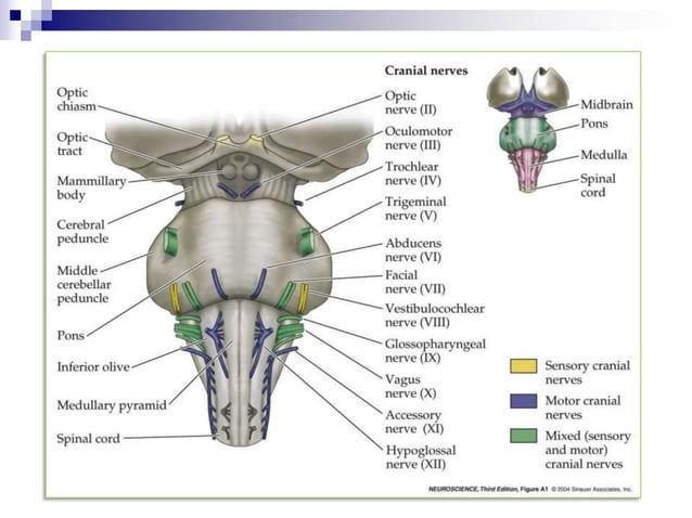 Anatomy of the pons | PPTX