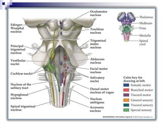 Anatomy of the pons | PPTX