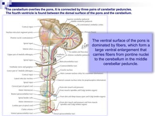 Anatomy of the pons | PPTX