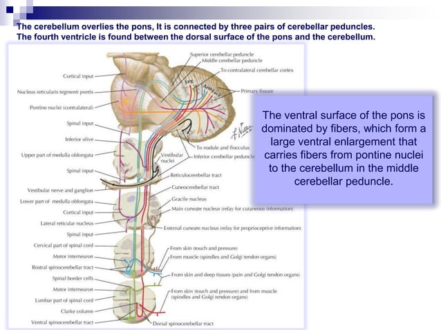 Anatomy of the pons | PPTX