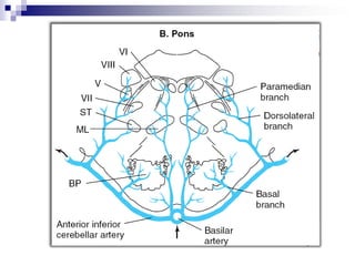 Anatomy of the pons | PPTX