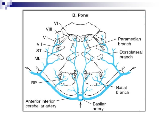Anatomy of the pons | PPTX