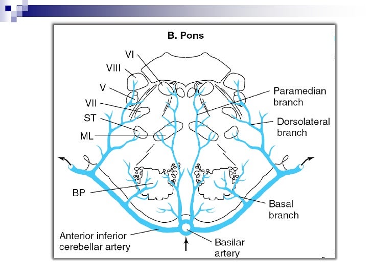 Anatomy of the pons