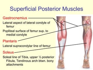 ANATOMY OF THE POSTERIOR COMPARTMENT OF THE LEG | PDF