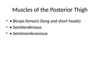 Anatomy_of_the_Posterior_Thigh_Presentation.pptx