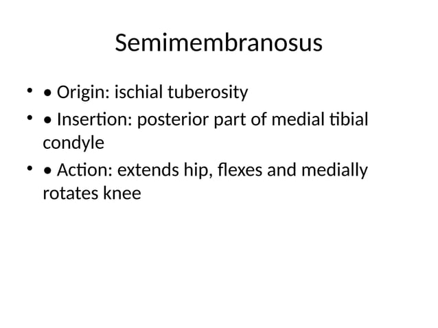 Anatomy_of_the_Posterior_Thigh_Presentation.pptx