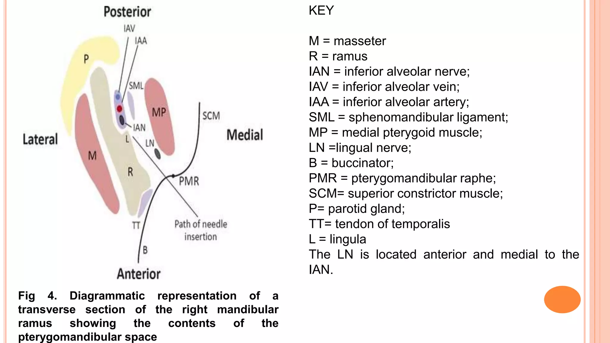 Anatomy of the pterygomandibular space and its clinical significance | PPTX