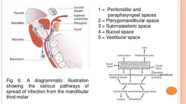 Anatomy of the pterygomandibular space and its clinical significance